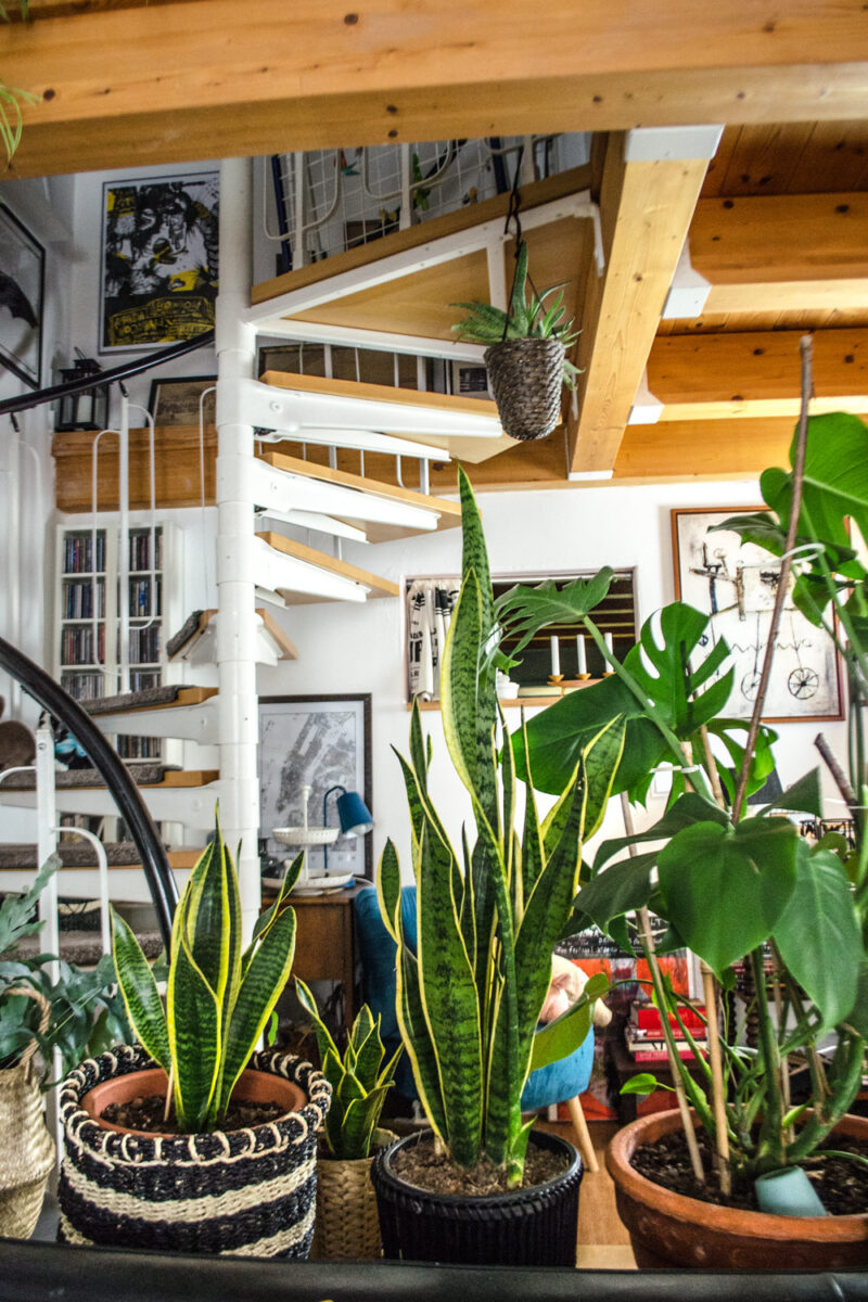 5 PFLEGELEICHTE ZIMMERPFLANZEN FÜR DEIN HEIM | Stylepeacock: Interior ...