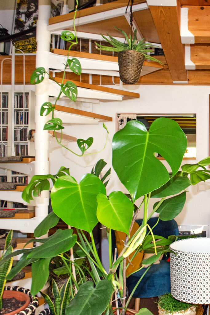 Monstera Arten unterscheiden: 11 tolle Variationen | Stylepeacock ...