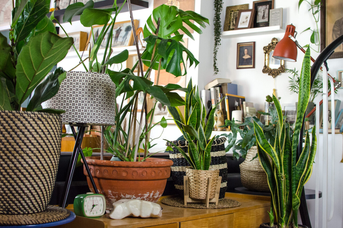 5 PFLEGELEICHTE ZIMMERPFLANZEN FÜR DEIN HEIM | Stylepeacock: Interior ...