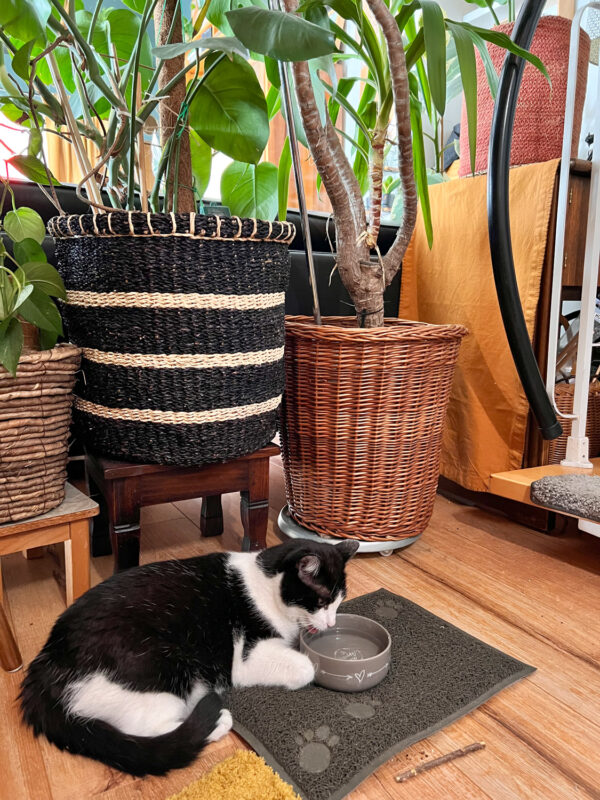 Scheue und ängstliche Katze eingewöhnen? 4 super Tipps! | Stylepeacock ...