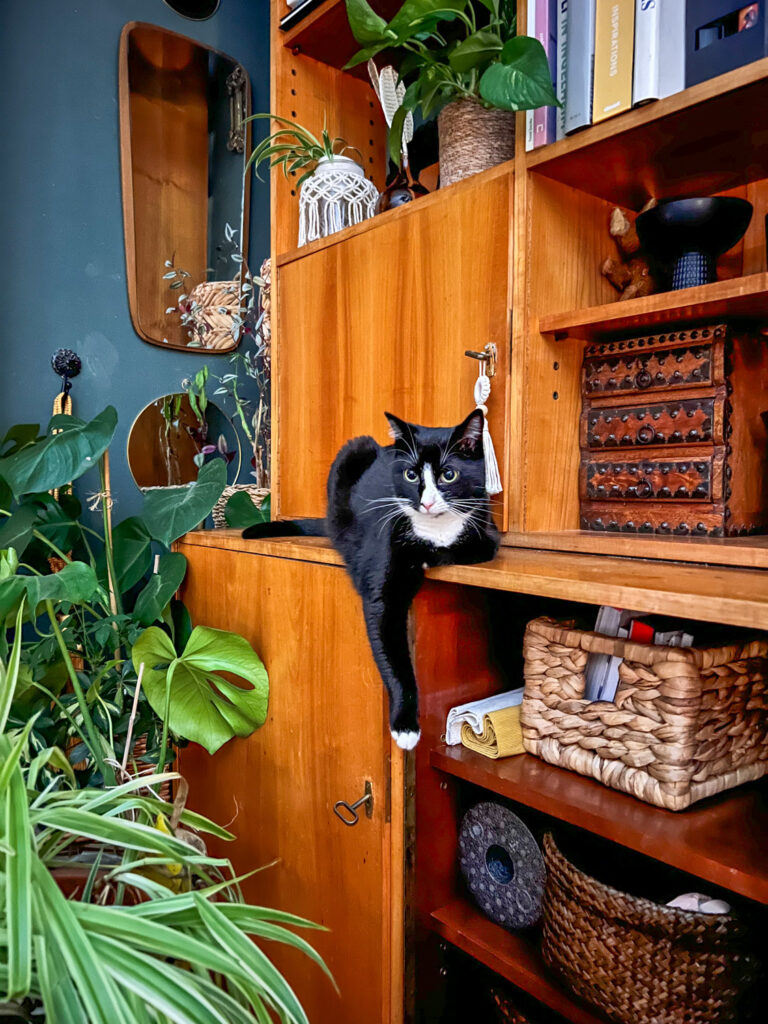 Scheue und ängstliche Katze eingewöhnen? 4 super Tipps! | Stylepeacock ...