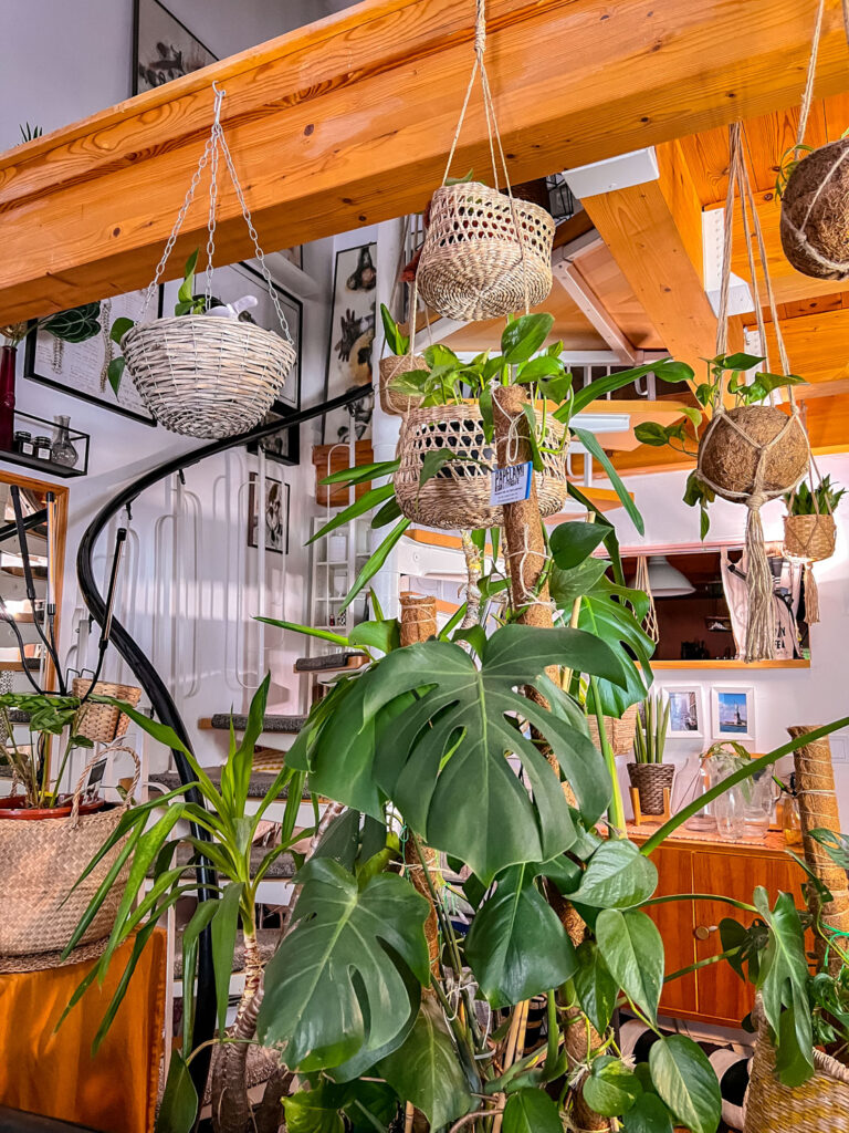 Monstera Arten unterscheiden: 11 tolle Variationen | Stylepeacock ...