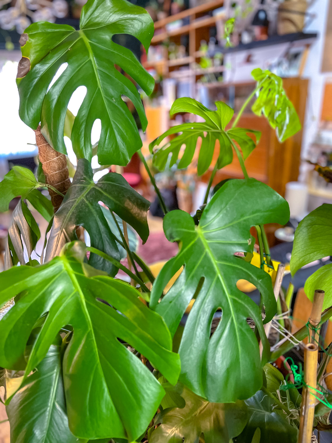 Monstera Arten unterscheiden: 11 tolle Variationen | Stylepeacock ...