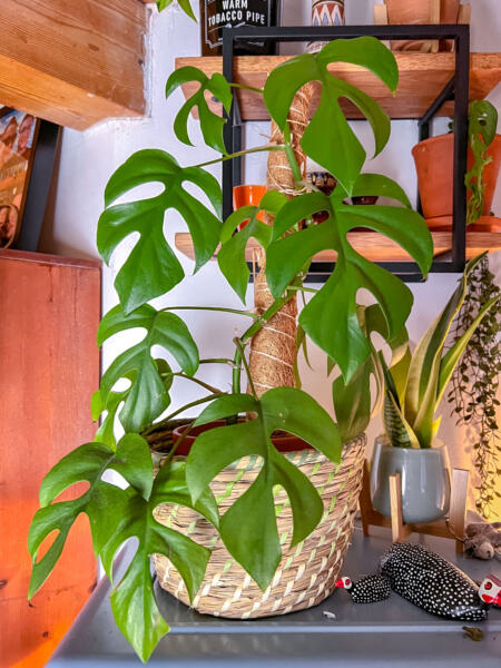 Monstera Arten unterscheiden: 11 tolle Variationen | Stylepeacock ...