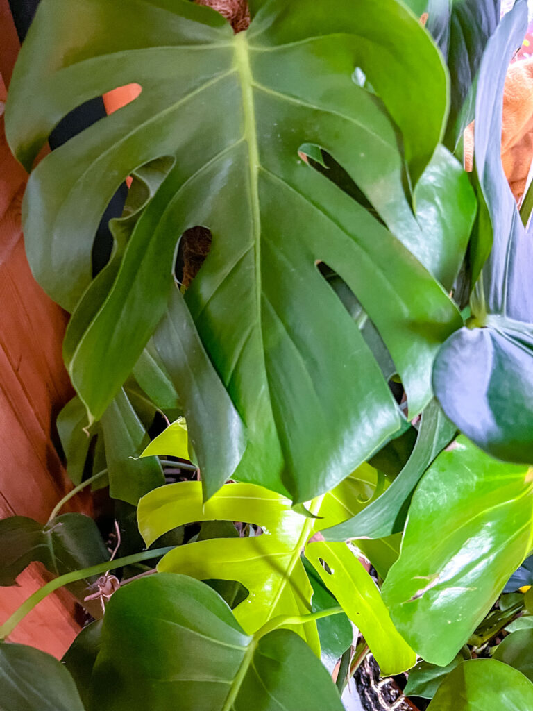 Monstera Arten unterscheiden: 11 tolle Variationen | Stylepeacock ...