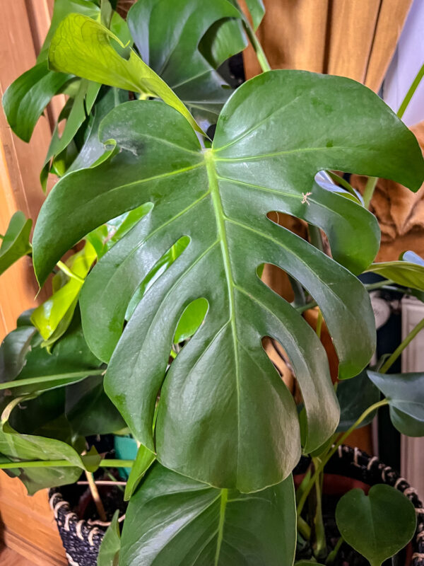 Monstera Arten unterscheiden: 11 tolle Variationen | Stylepeacock ...