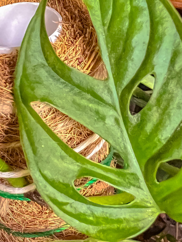 Monstera Arten unterscheiden: 11 tolle Variationen | Stylepeacock ...