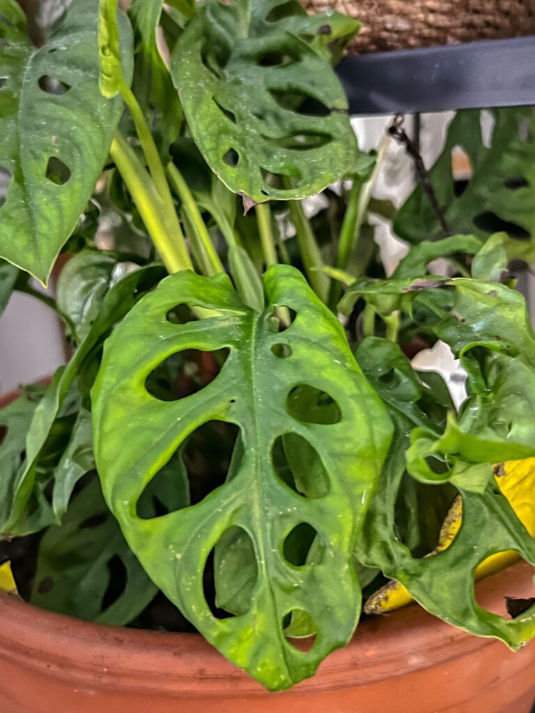 Monstera Arten unterscheiden: 11 tolle Variationen | Stylepeacock ...